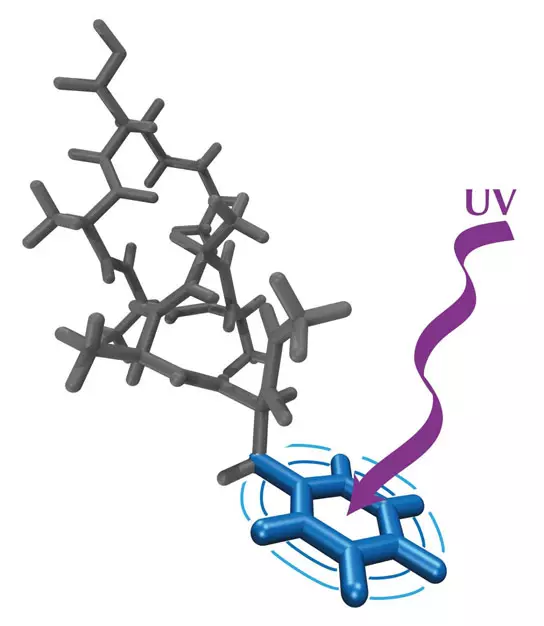 UV radiasiýa geçişine duçar bolan peptidler, has reaktiw üçlük kwant döwletlerine