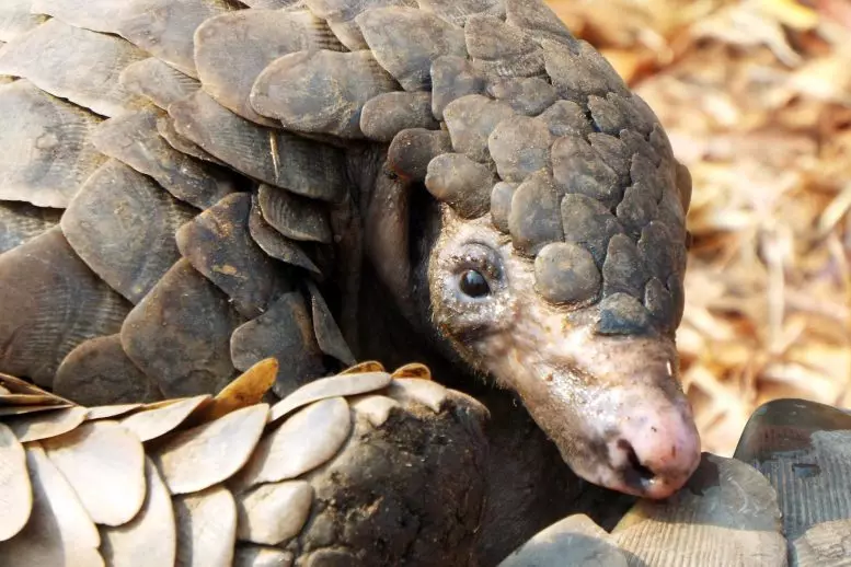 Pangolin Close Up