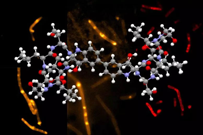 himastatin molekülü