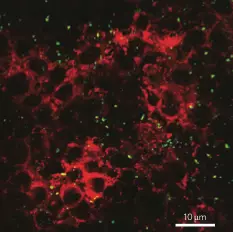 Nanoparticulele din alimente ar putea dăuna sănătății umane