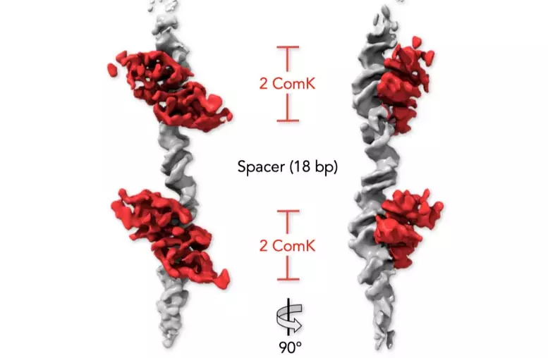 Bakteriell DNA a ComK Proteinen