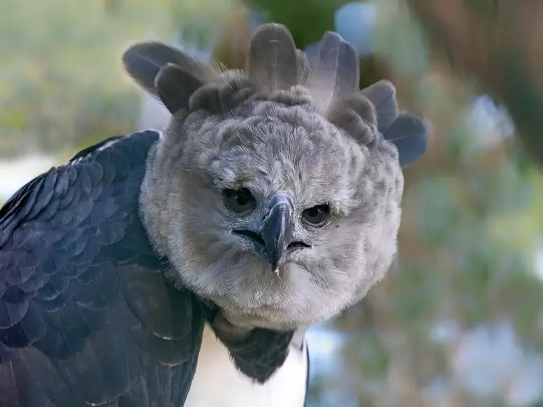 Harpy Eagle Hafi