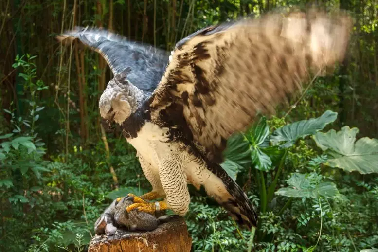 Harpy Eagle