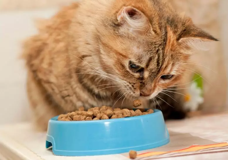 猫が食べ物を食べる