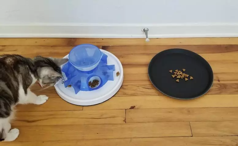 トレイから食べる猫