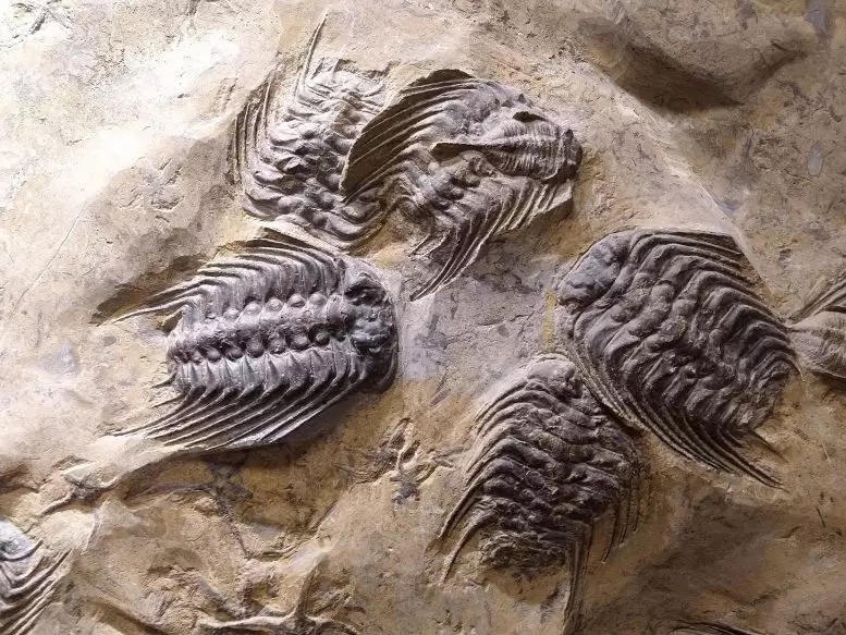 Trilobite Selenopeltis