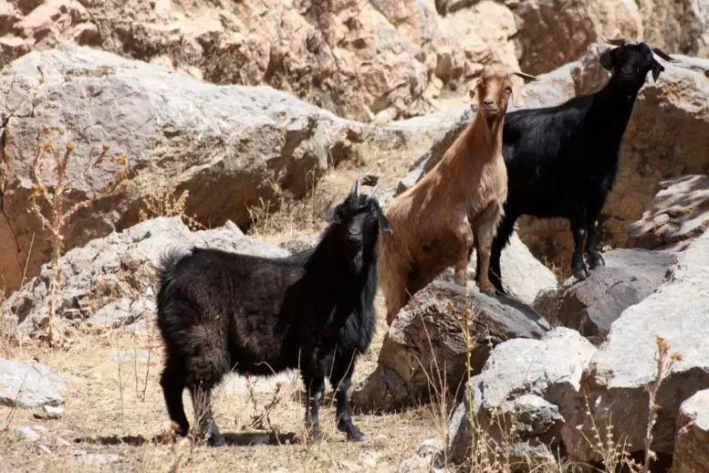 Mga Kambing sa Itaas ng Archaeological Site ng Obishir V