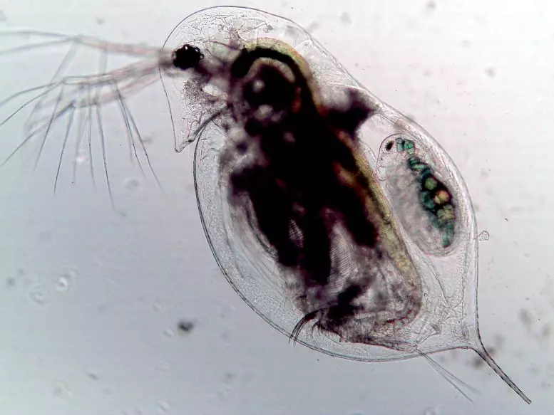 Infikovaný zooplankton (Daphnia dentifera