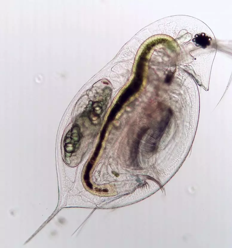 Zdravý zooplankton (Daphnia dentifera