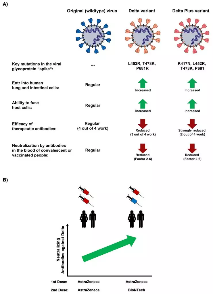 SARS-CoV-2 Delta- ja Delta Plus -versioiden ominaisuudet