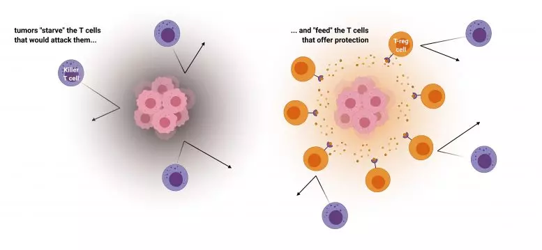 Bawo ni Tumor Microenvironment ṣe ẹtan Eto Ajẹsara naa