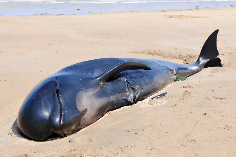 Beached Pilot Whale Carcass