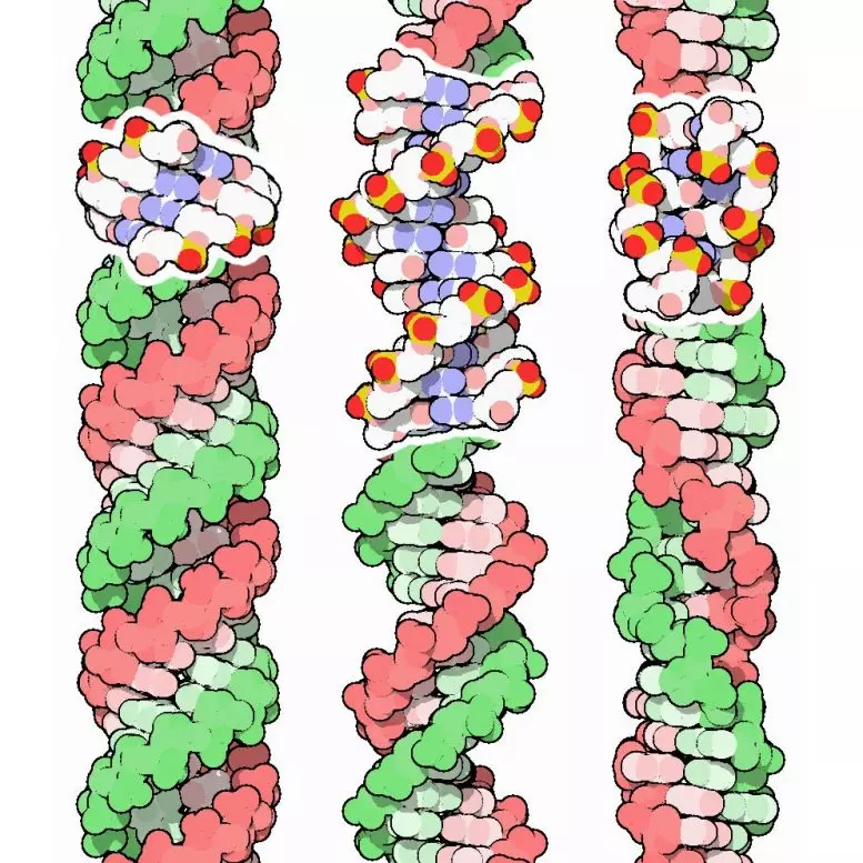 Tri konformácie DNA Double Helix