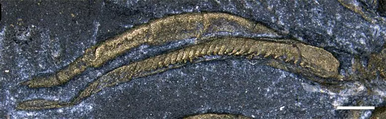 Trilobitska noga