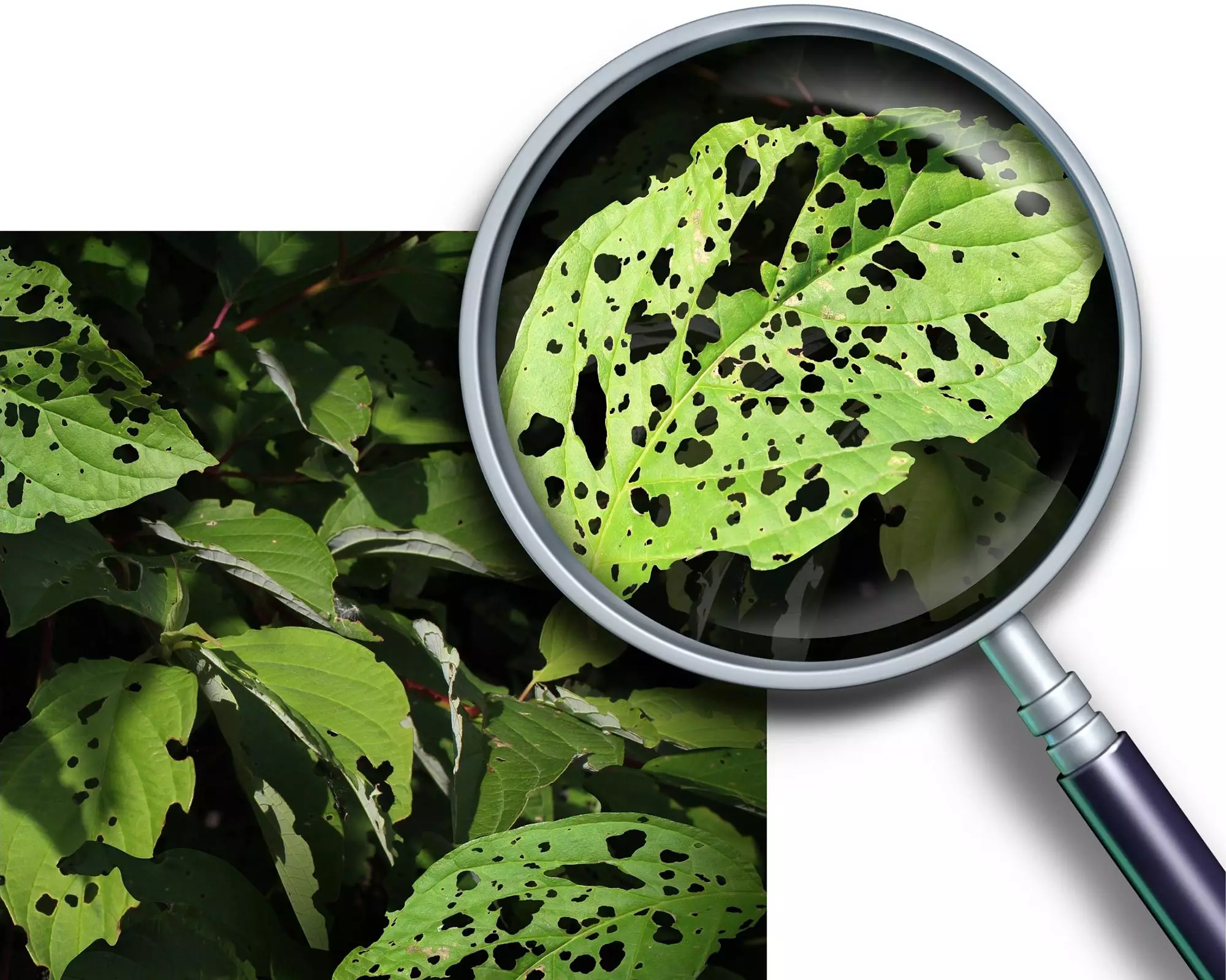 식물 질병 관리: 작물의 박테리아 감염을 조기에 감지하는 새로운 방법