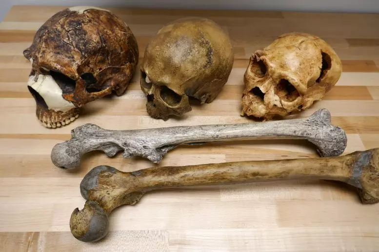 Изменение размера окаменелостей человека в плейстоцене