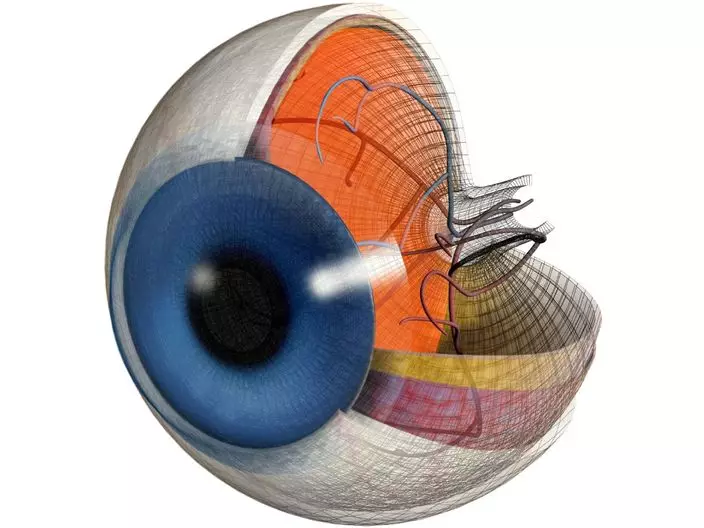 Пресечна анатомија на очите