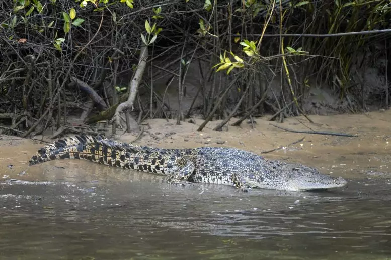 Crocodile Ulufale Vai