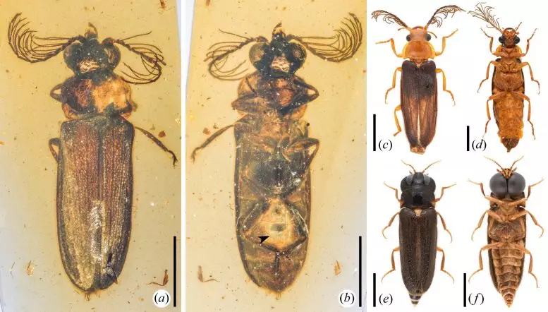 Cretophengodes azari no vidējā krīta laikmeta Birmas dzintara