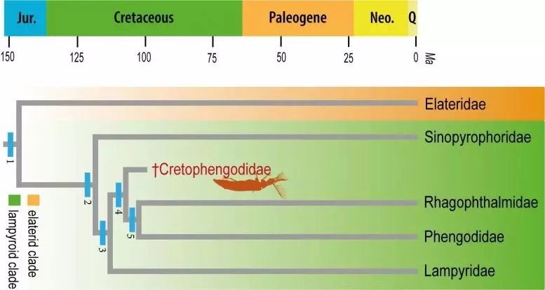 Kedudukan Sistematik Cretophengodes azari