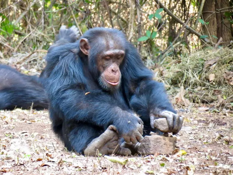 Chimpanzee krake nwa ak wòch