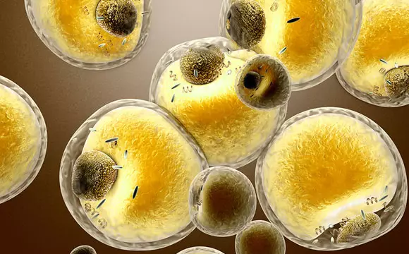 Bafuputsi ba Fumana Phetoho e Laolang Metabolism