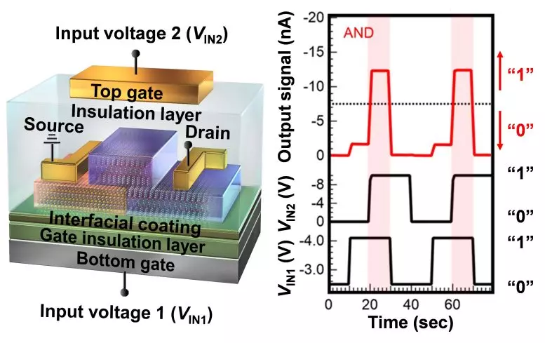 I-Organic Dual-Gate Anti-Ambipolar Transistor