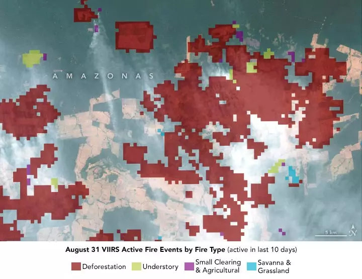 Mea na tutupu i le afi e ala ile Fire Type Amazonas Aokuso 2021 Faʻamatalaga