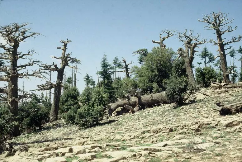 Skov i Marokko