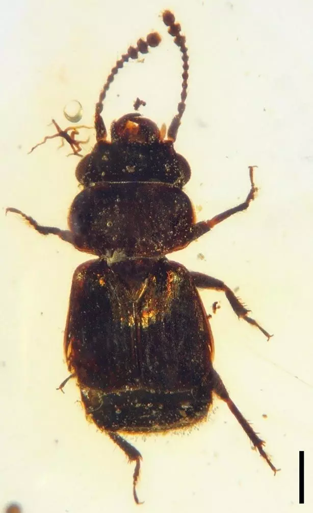 Dorsal View nan Pelretes vivificus