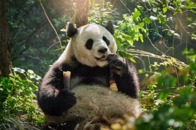 Çində nəhəng Panda