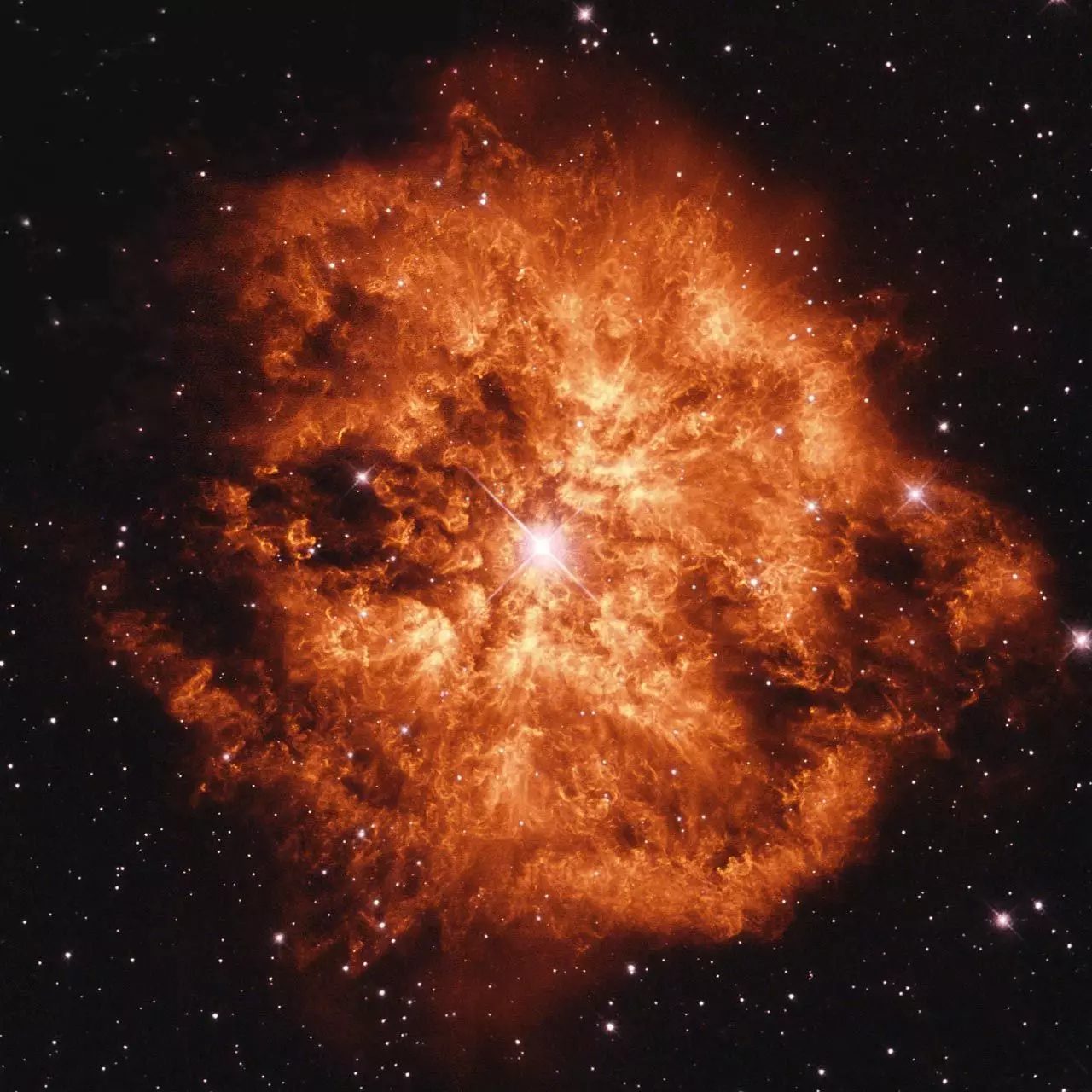 Lobo Rayet Estrella 124