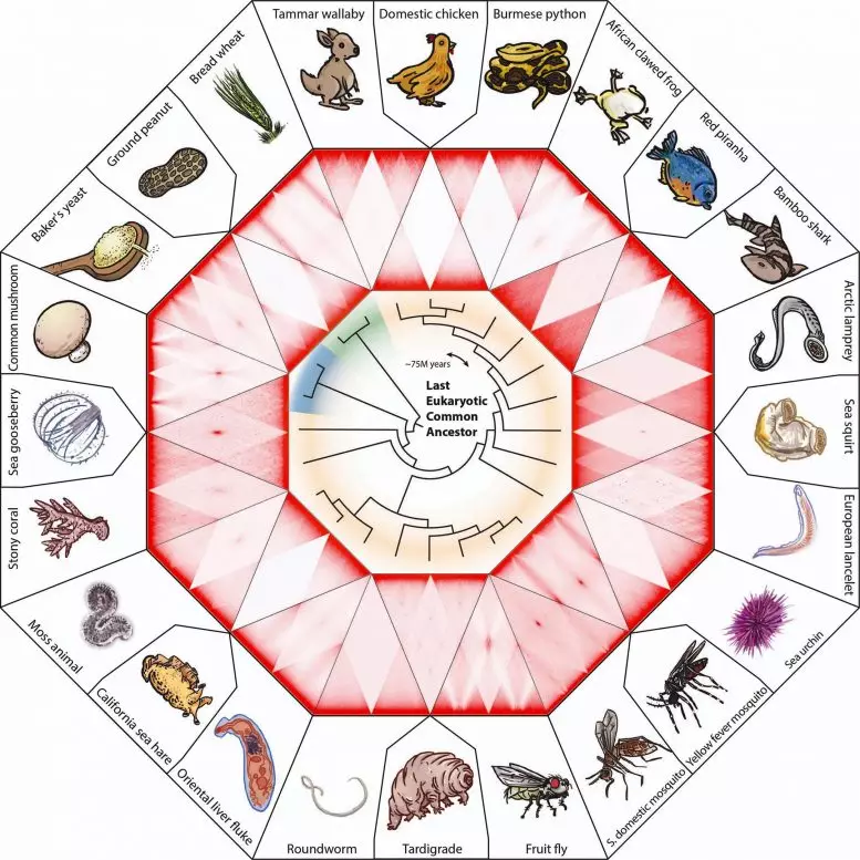 Menagerie fan Chromosome Contact Patterns