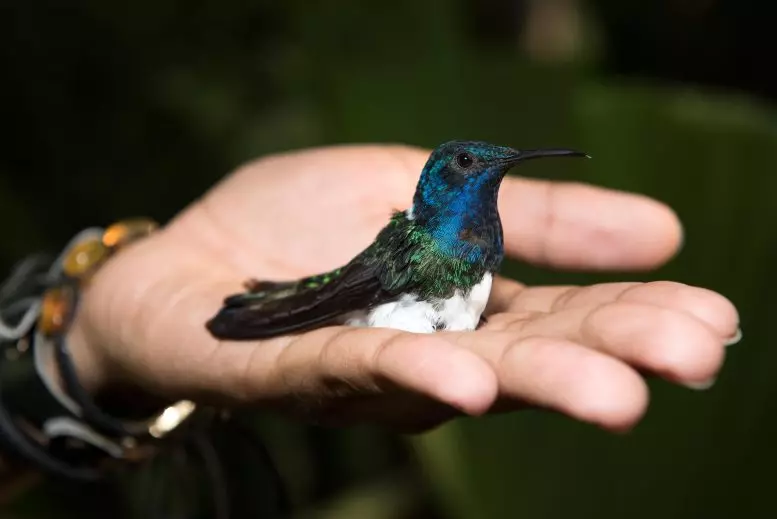 Bikangna Jacobin Hummingbird