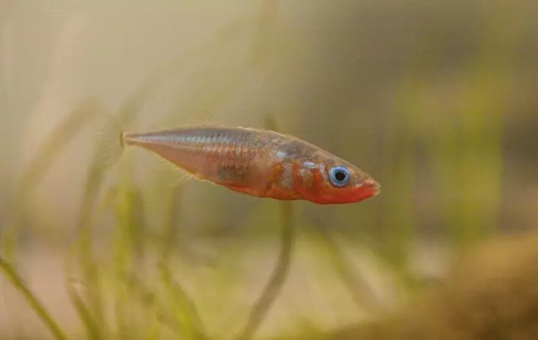 Threespine Stickleback Fish