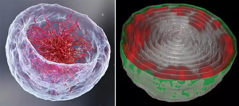 Núicléas Cille DNA