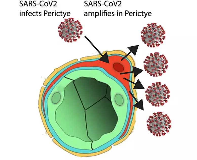 SARS-CoV-2 dreifist í gegnum æðar