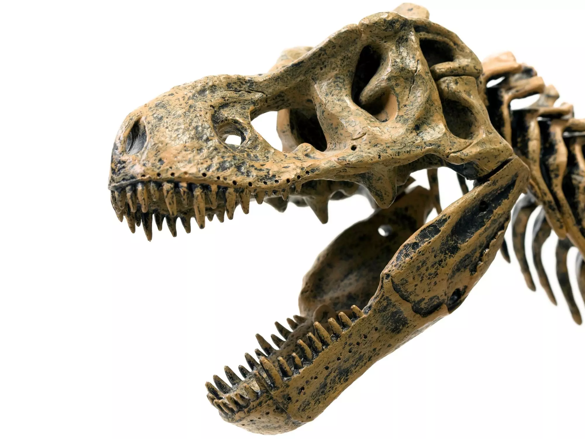 Le mascelle del dinosauro teropode si sono evolute per diventare più forti, consentendo loro di consumare cibo più resistente