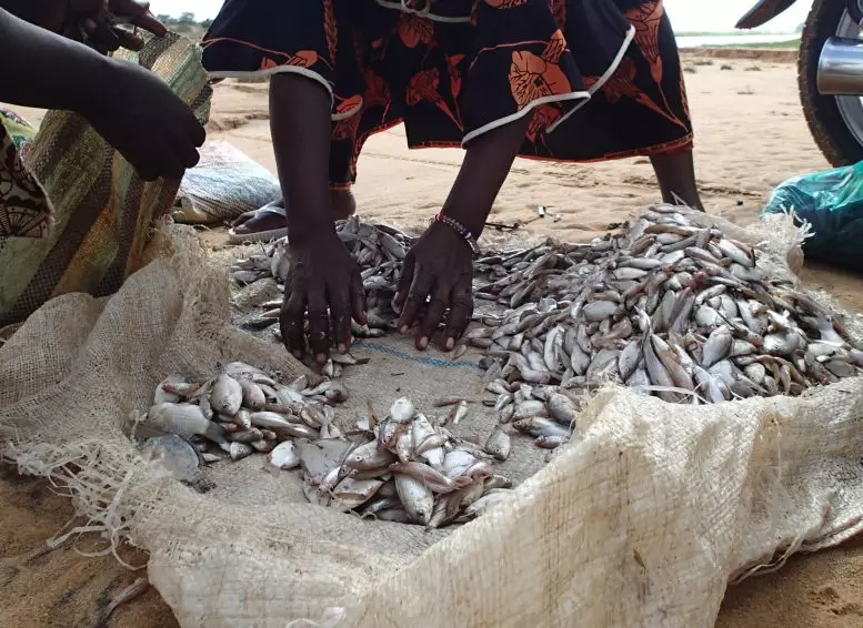 Çad'da Yakalanan Balık