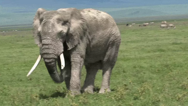 Afrikako elefante zaharra