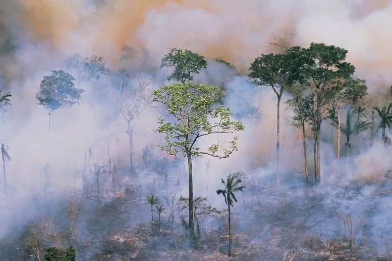 Зачаден амазонски пожар