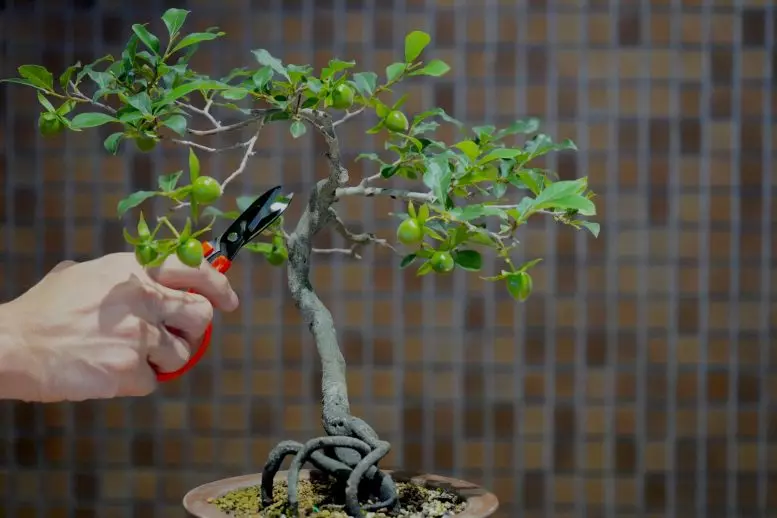 Bonsai Neurons Mitral Cells များ