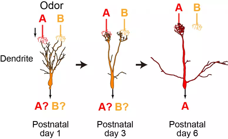 Mitral Cell Progression