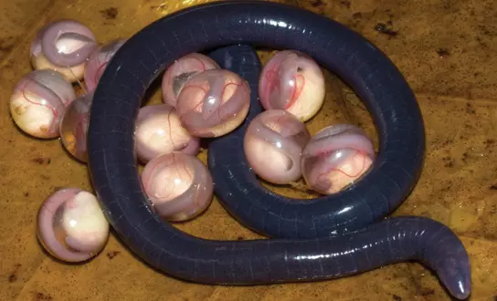 Amfibiefamilie uten lemmer av Caecilian-orden oppdaget i India 2754_1