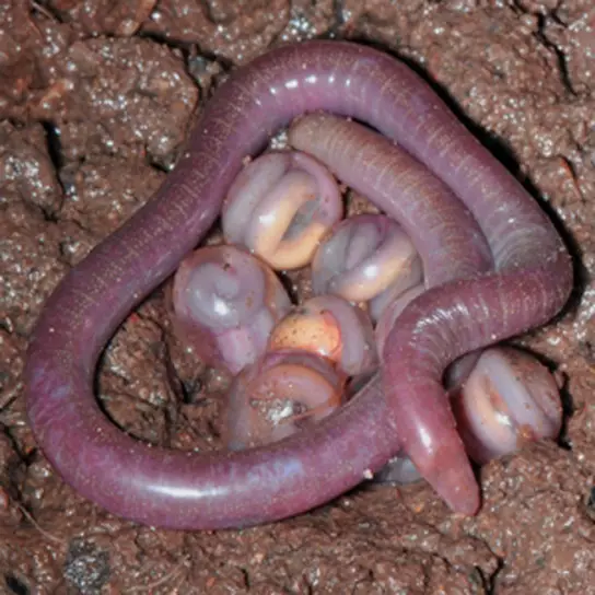 Senmembra Amfibia Familio de Caecilian Ordo Malkovrita En Hindio 2754_2