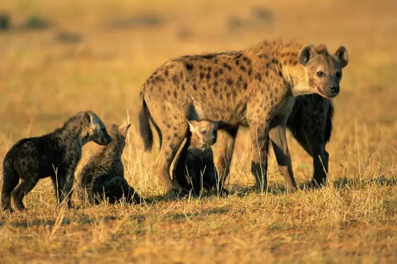 Görülen Hyena we güjükler