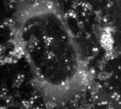 ग्राफिन बेलुनले हाइड्रेटेड प्रोटीन अणुहरूको अभूतपूर्व छविहरू दिन्छ