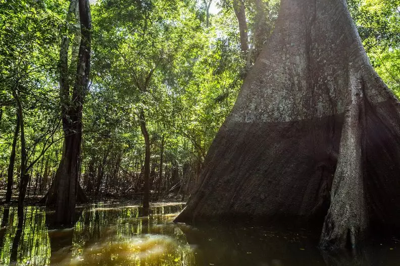 Amazonas-Feuchtgebiet in Brasilien