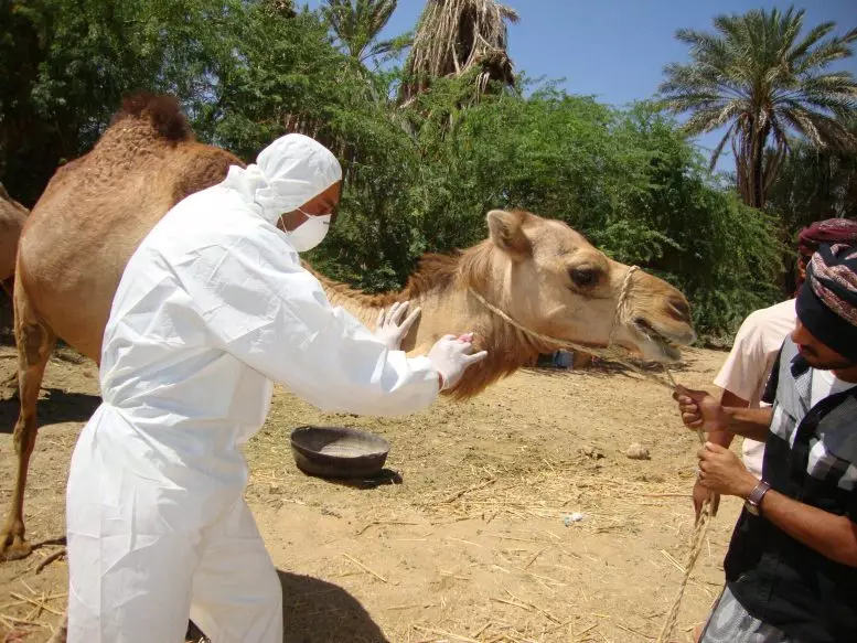 Awọn ibakasiẹ Ti Korun Pẹlu Arun atẹgun atẹgun Aarin Ila-oorun Coronavirus