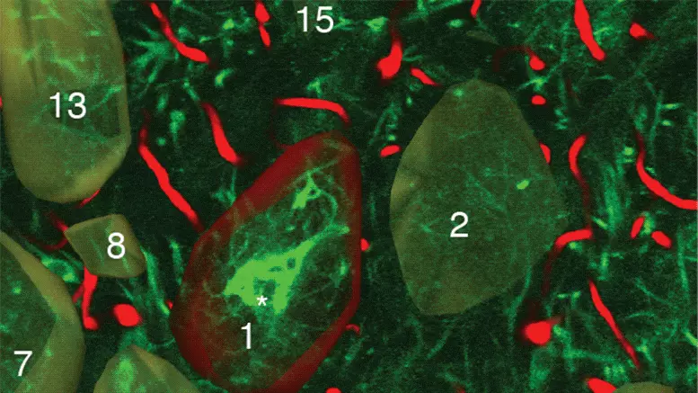 Nieuwe beeldvormingstechniek genereert ongelooflijke subcellulaire kaarten van volledige hersennetwerken